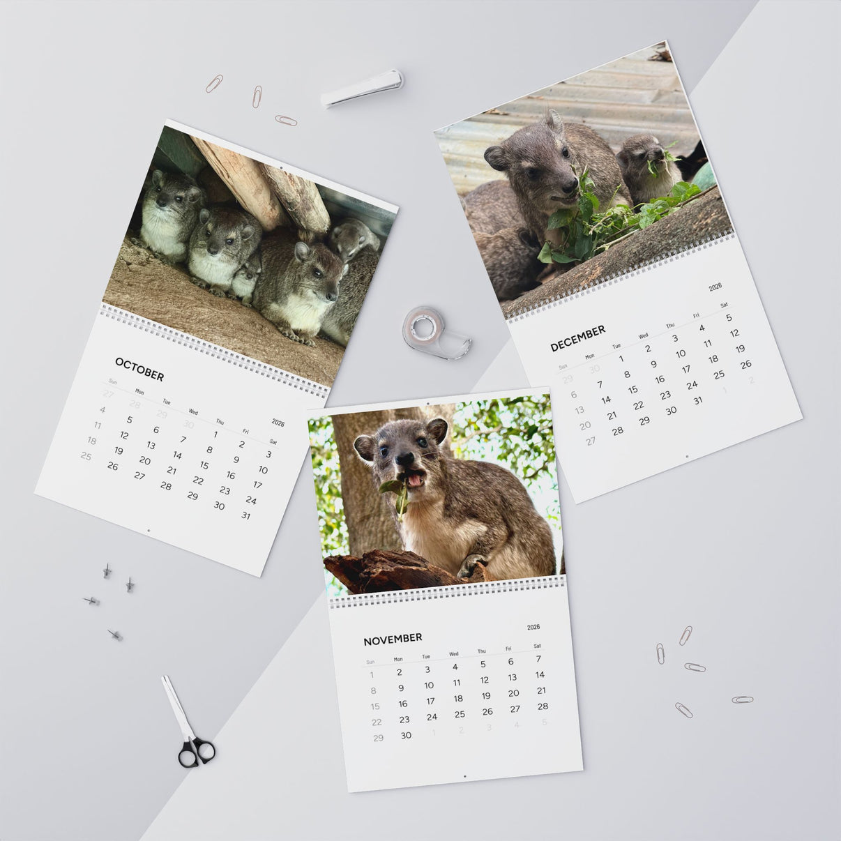 Premium Hyrax Wall Calendar 2026 – Cute Bush Hyrax Monthly Awawall Cal ...